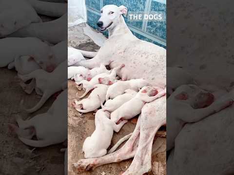 Saluki puppies breading season 2025#thedogs #doglover #2025 #greyhoundrace