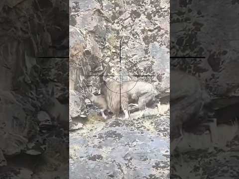 Mountain Majesty: The Markhor Hunt" #markhormajesty #markhorhuntadventure