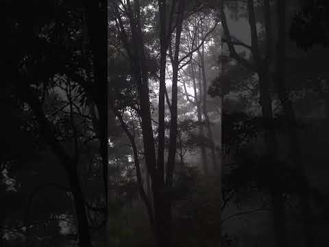 Dark, Foggy Forest 🌳