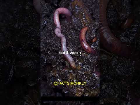 The Incredible Regenerative Powers of Earthworms! 🪱🔁