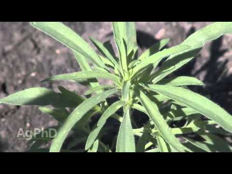 Weed of the Week #890 - Kochia (Air Date 4/26/15)