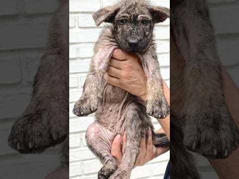 She is only 6 weeks old but she already had to experience what it means to be unloved