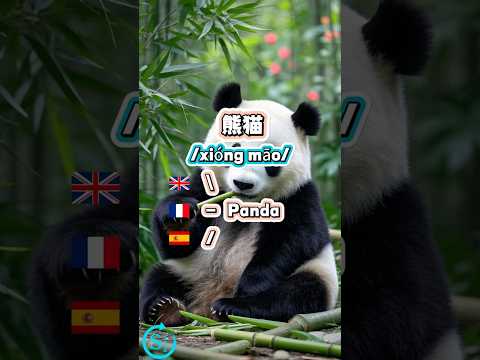 Panda-Learn Chinese Word in Seconds (English&French&Spanish)