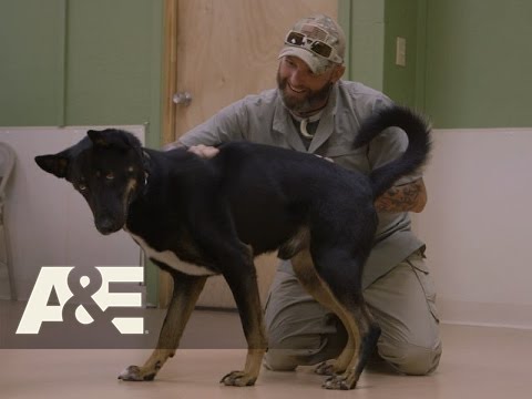 Dogs of War: Salinger the German Shepherd Cross (Season 1, Episode 3) | A&E