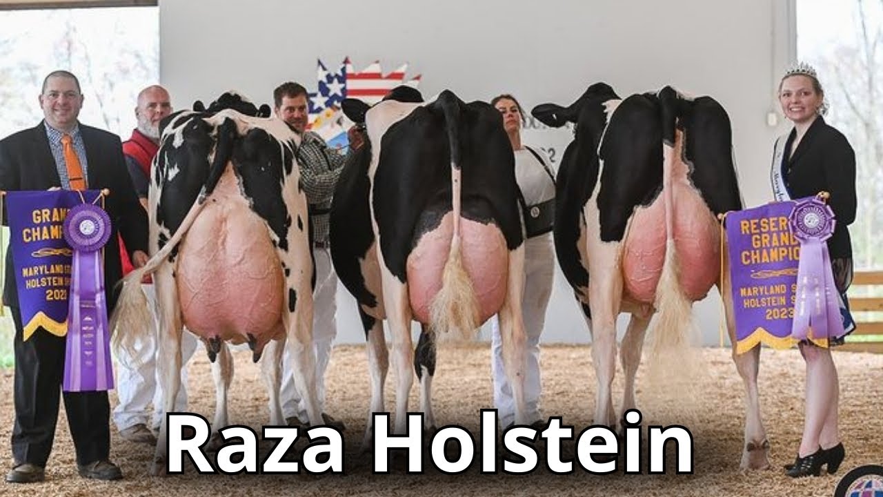 Holstein dairy cattle breed. The best breed of dairy cows in the world.