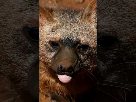 200,000 Termite BLEP 😋 Animal Fact Files #animals #animalshorts #facts