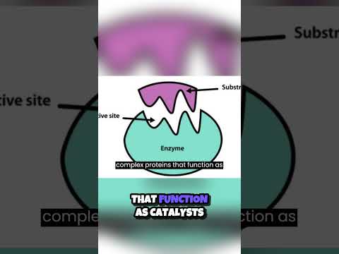 Discover the Importance of Enzyme Catalysis