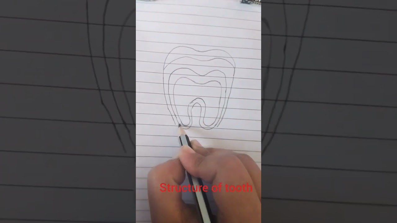 Draw a structure of tooth for class 3 #yaarti2817# # very easy#