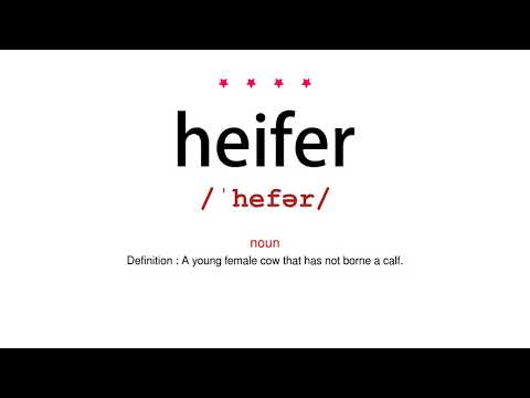 How to pronounce heifer - Vocab Today