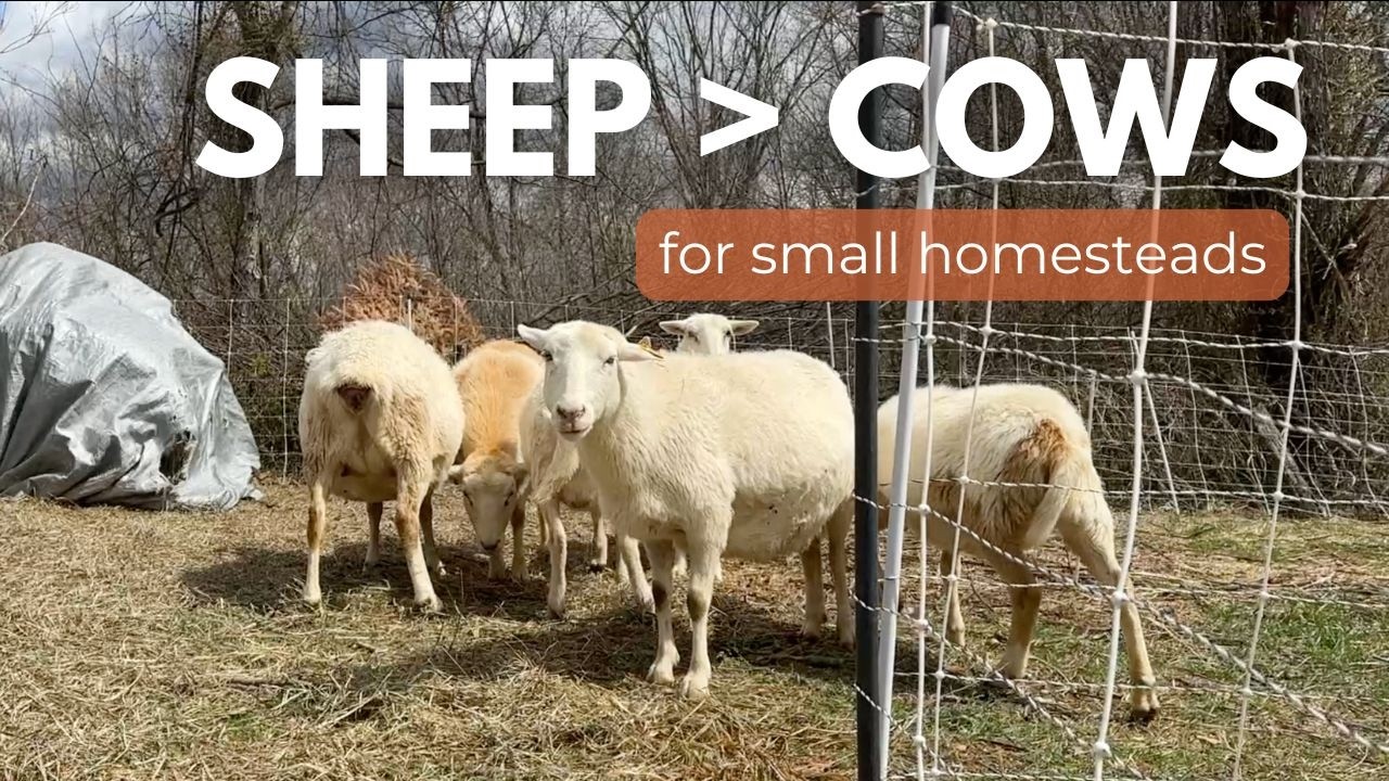 Discover the Benefits of Having Katahdin Sheep on Your Homestead!