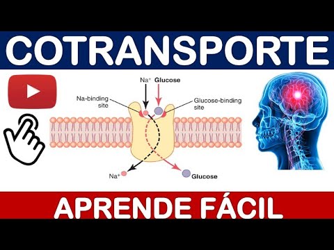 COTRANSPORTE (SIMPORTE). TRANSPORTE ACTIVO SECUNDARIO. MEDIO INTERNO. #10