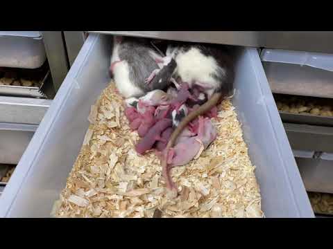 A little update on my rodent breeding