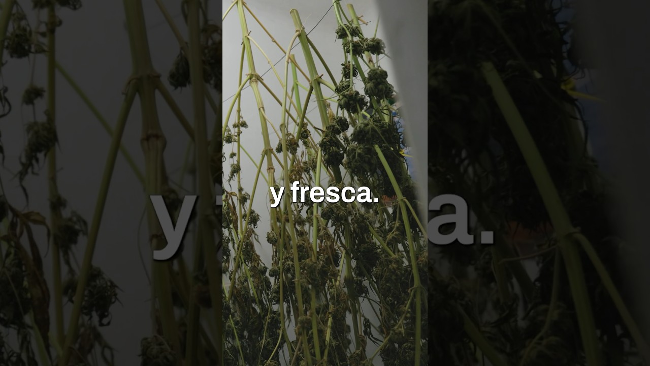 Tips para un Secado Óptimo