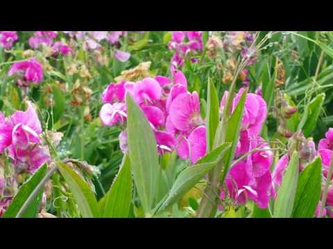 Wild Sweet Pea