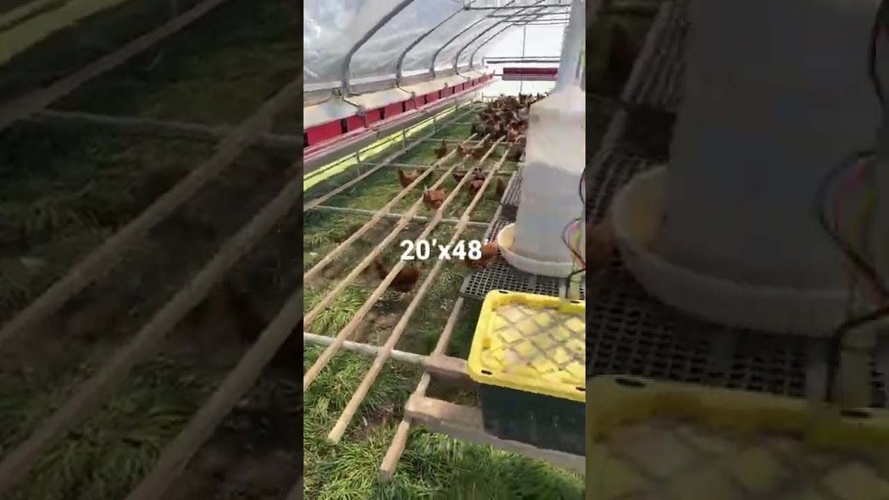 How we daily move 15,000 hens on pasture - HenGear Portable Chicken Coops -20’x48’