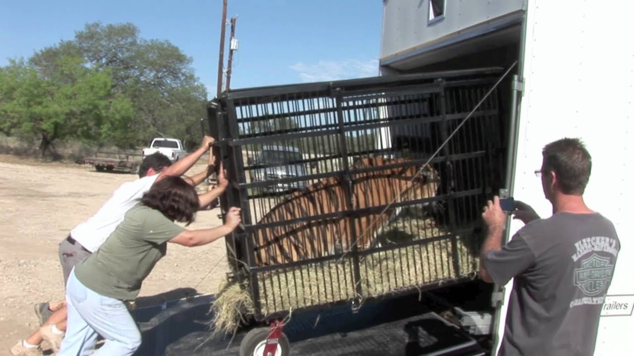3 Tigers Rescued