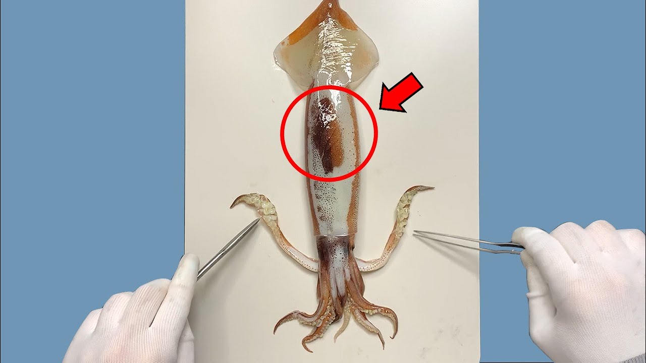 Where is a Squid's Brain Located - Squid Dissection