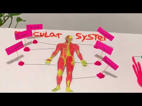 The Muscular System