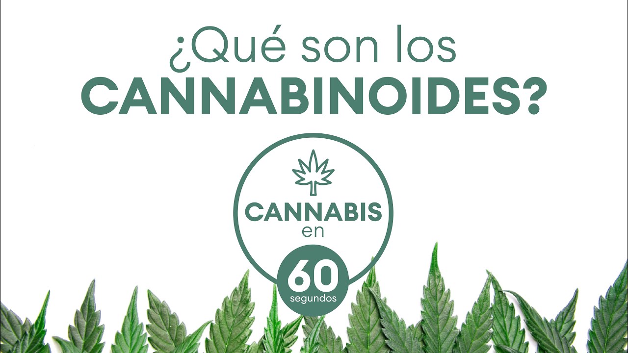 ¿Qué son los cannabinoides? | Cannabis en 60 segundos