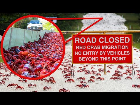 10 Most Awesome Animal Migrations