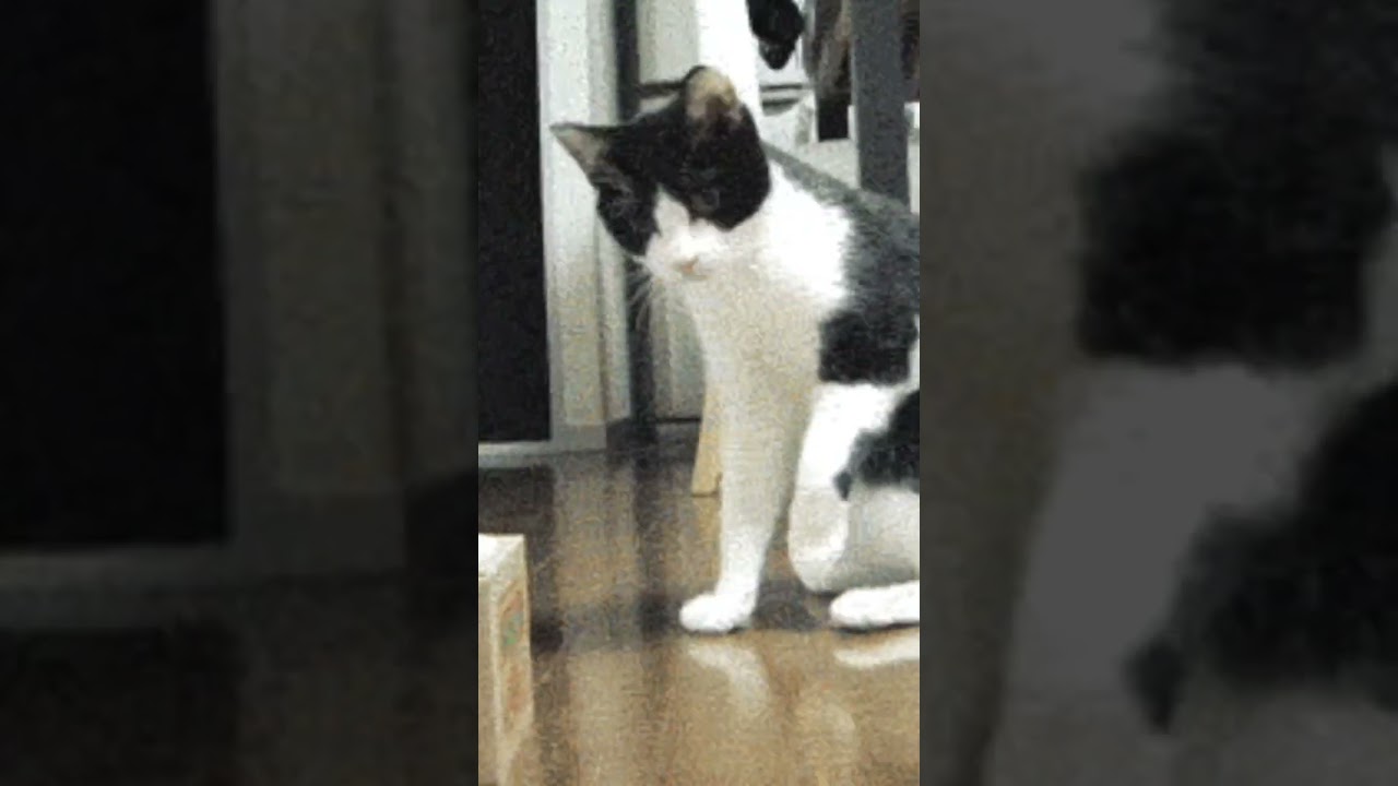 Even more Cat GIFs (on the internet)
