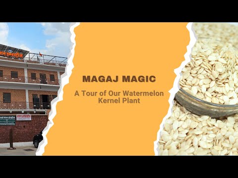 Magajtari - Wholesale Price & Mandi Rate for Magaj Seeds