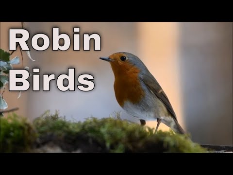 Robin Birds Singing and Chirping : Beautiful Bird Sounds and Bird Song