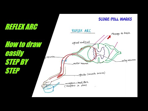 How to draw REFLEX ARC (CONTROL AND COORDINATION - part 2) easily / step by step for class X / CBSE