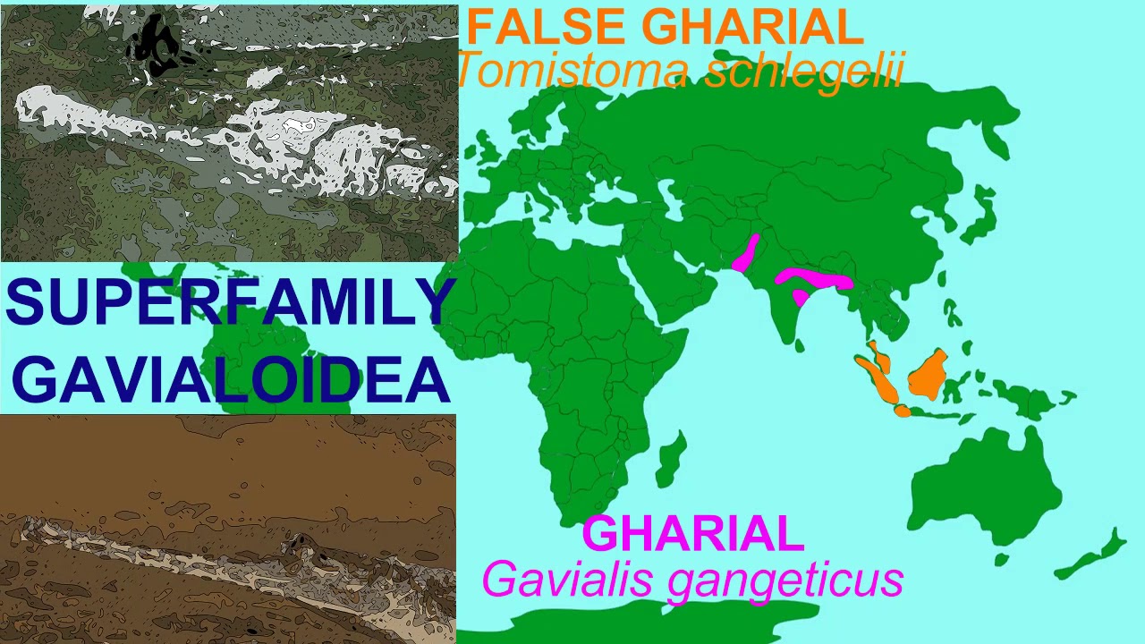 crocodilian family gavialidae & endangered gharial