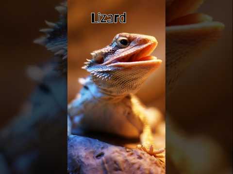 Animal Name Origins Lizard 🦎 #lizard #name #origin #animals #wildlife