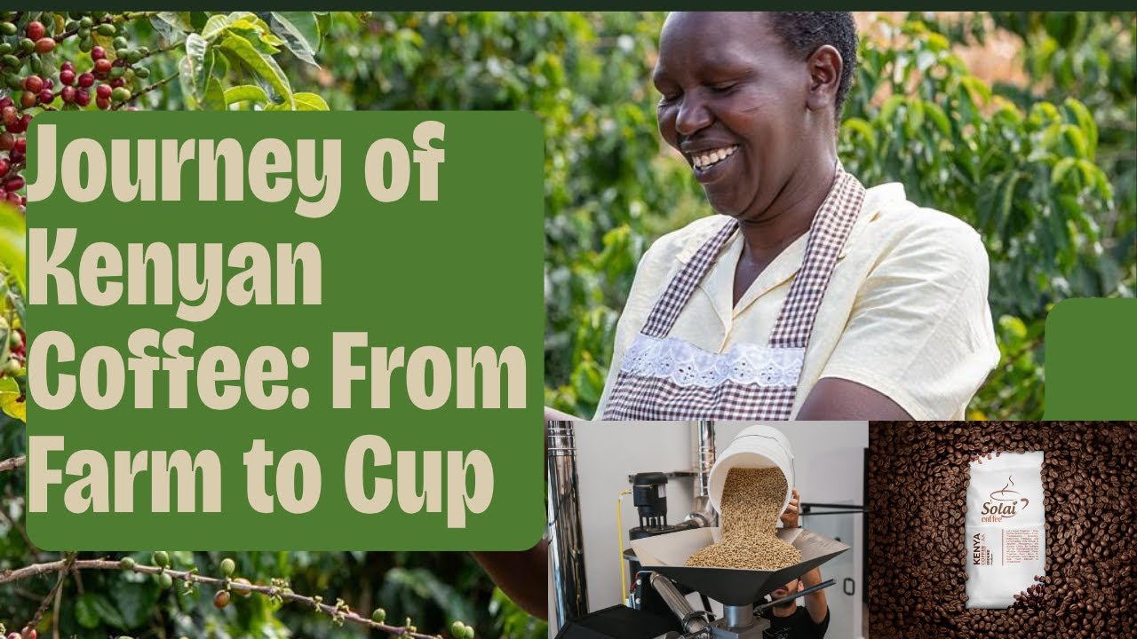 SOLAI COFFEE - FARM TO CUP: Our Direct Trade Coffee Story. From Kenya to US