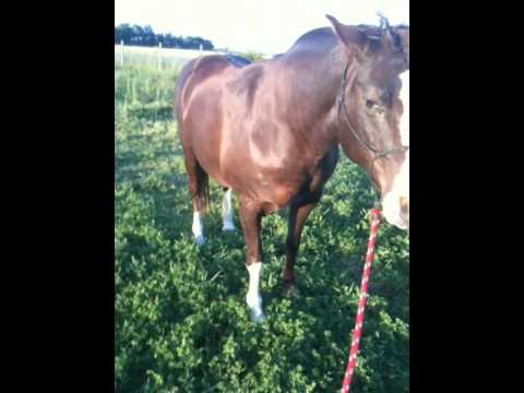 What Founder looks like in a horse - Rick Gore Horsemanship