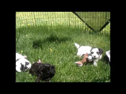 Lola Puppies 2016
