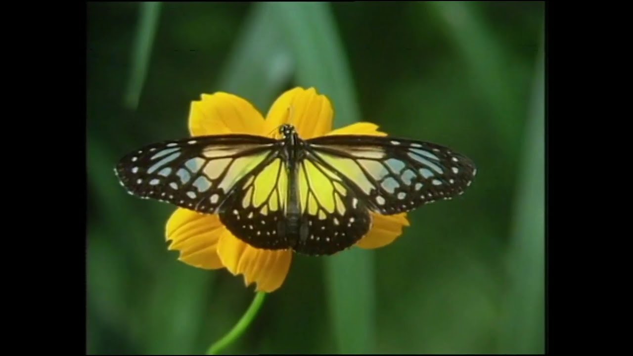 Come Outside - Butterflies (1997)