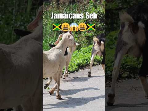 Jamaicans Worldwide: How Do Parents Warn Their Kids In Jamaica 🇯🇲👍 #jamaicanculture #reggae #jamaica