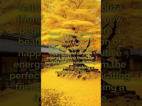 What do yellow roses represent?