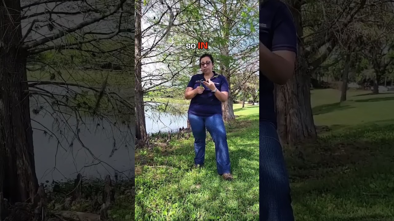 Tree Tips | Know Your Cones