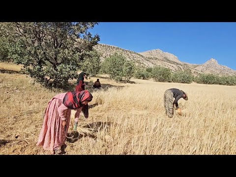 Traditional Barley Harvest in the Mountains | Real Life of a Nomadic Family