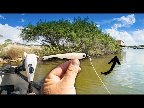 Snook SMASHED the NLBN Mini Mullet All Day Long!