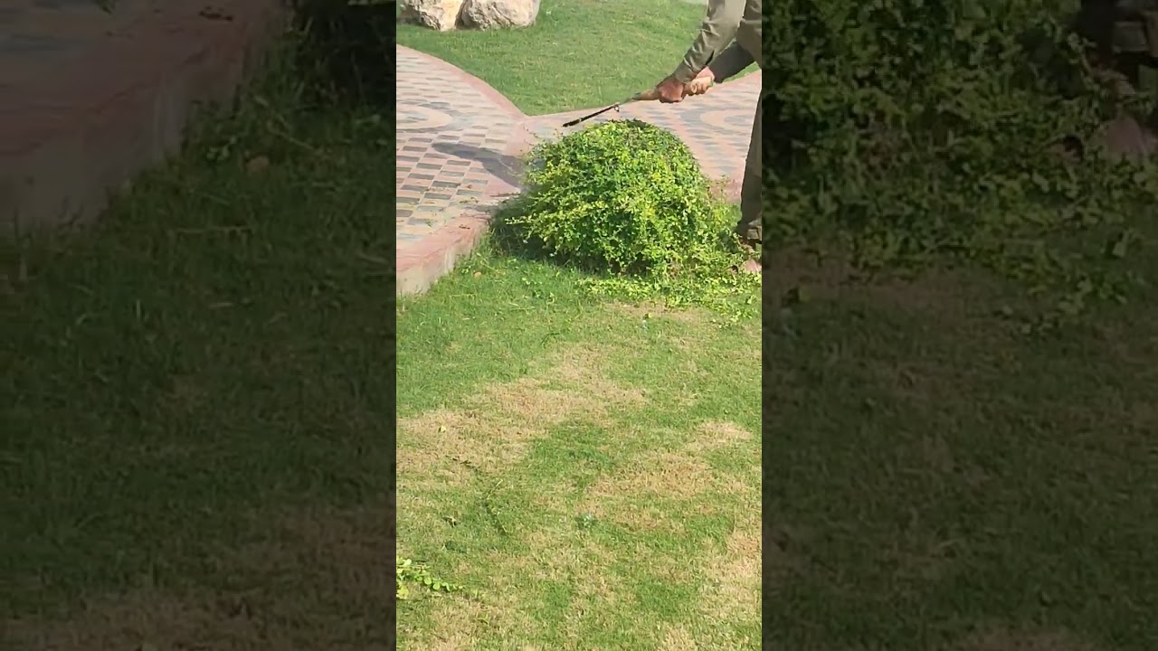 #oddlysatisfying #satisfying #spring #diy #buxus #topiary #beforeandafter #hedgetrimming