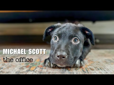 Dog for adoption - Michael Scott Office Buddy, a Pit Bull Terrier ...