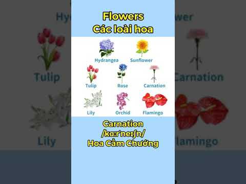TÊN GỌI CỦA CÁC LOÀI HOA TRONG TIẾNG ANH | U-Dictionary #shorts