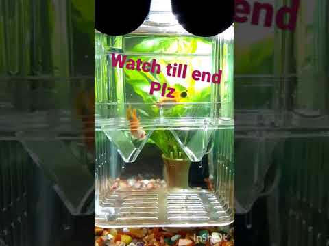 #Platy fish giving birth #Live