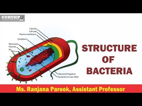 Structure of Bacteria(B.Sc, M.Sc)