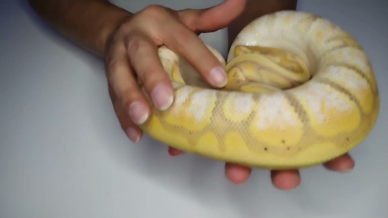 Ball Python Holdbacks of 2021!