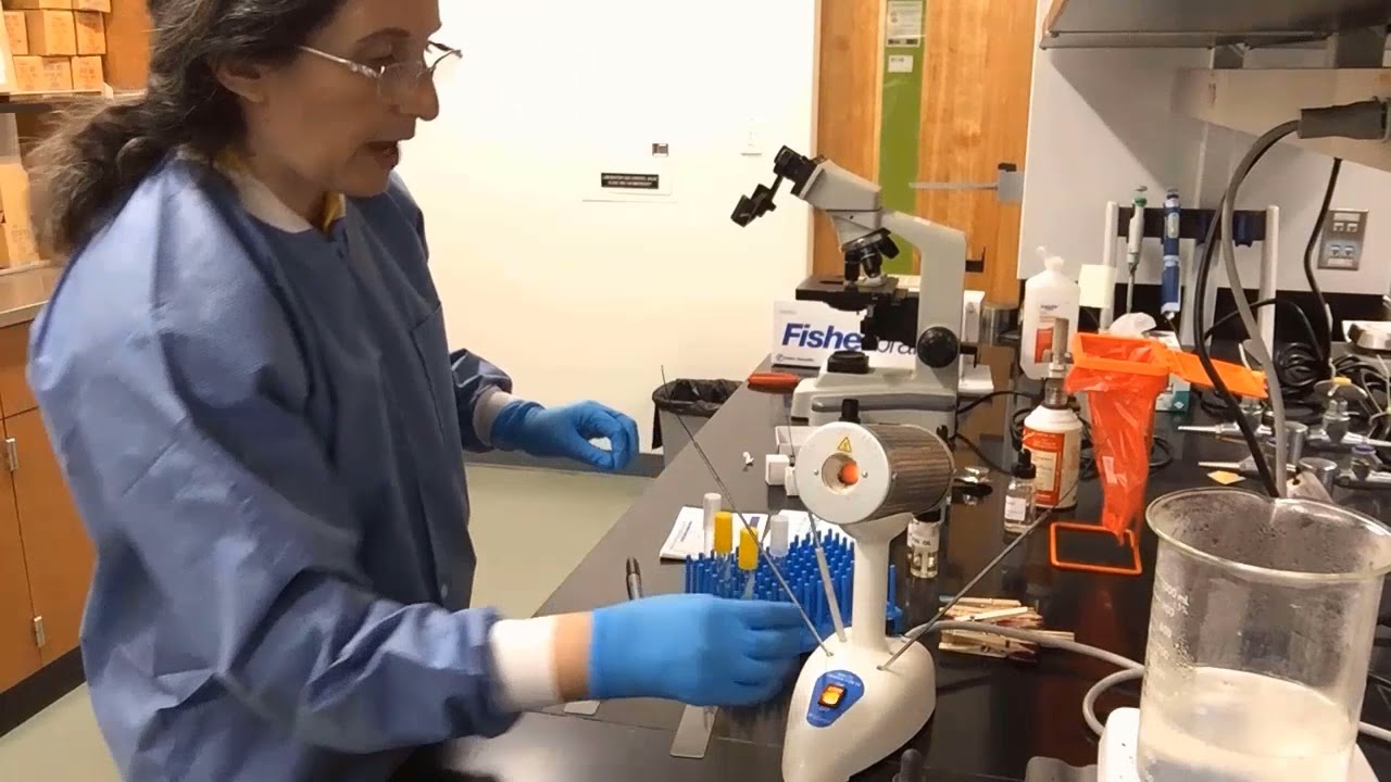 Lab 4 - Bacterial Smears and Simple Staining