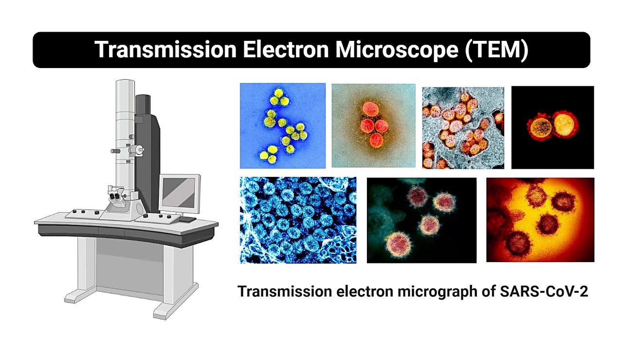 Burton's Microbiology Ch 2: Viewing the Microbial World