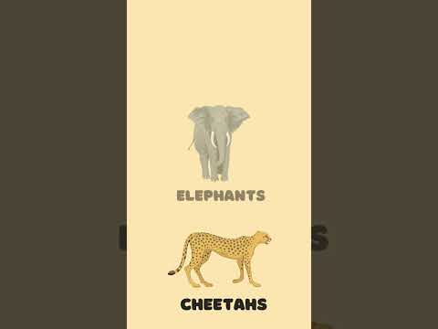 Discover the Amazing World of Mammals: Fun Facts for Kids!