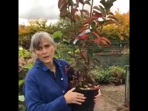 Super-Sized Specimen Shrubs