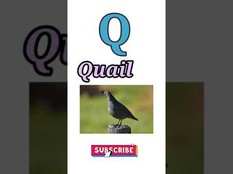 Q Letter Words | Q Letter | Letter Q | Words starting with letter Q
